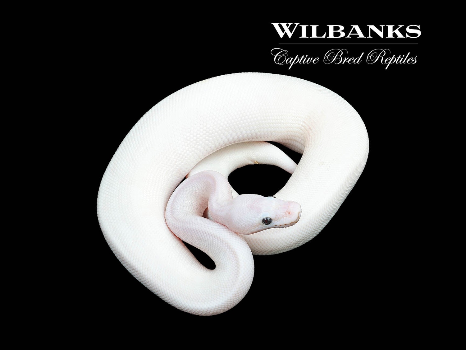 Super Fire Ball Python by Wilbanks Captive Bred Reptiles - MorphMarket