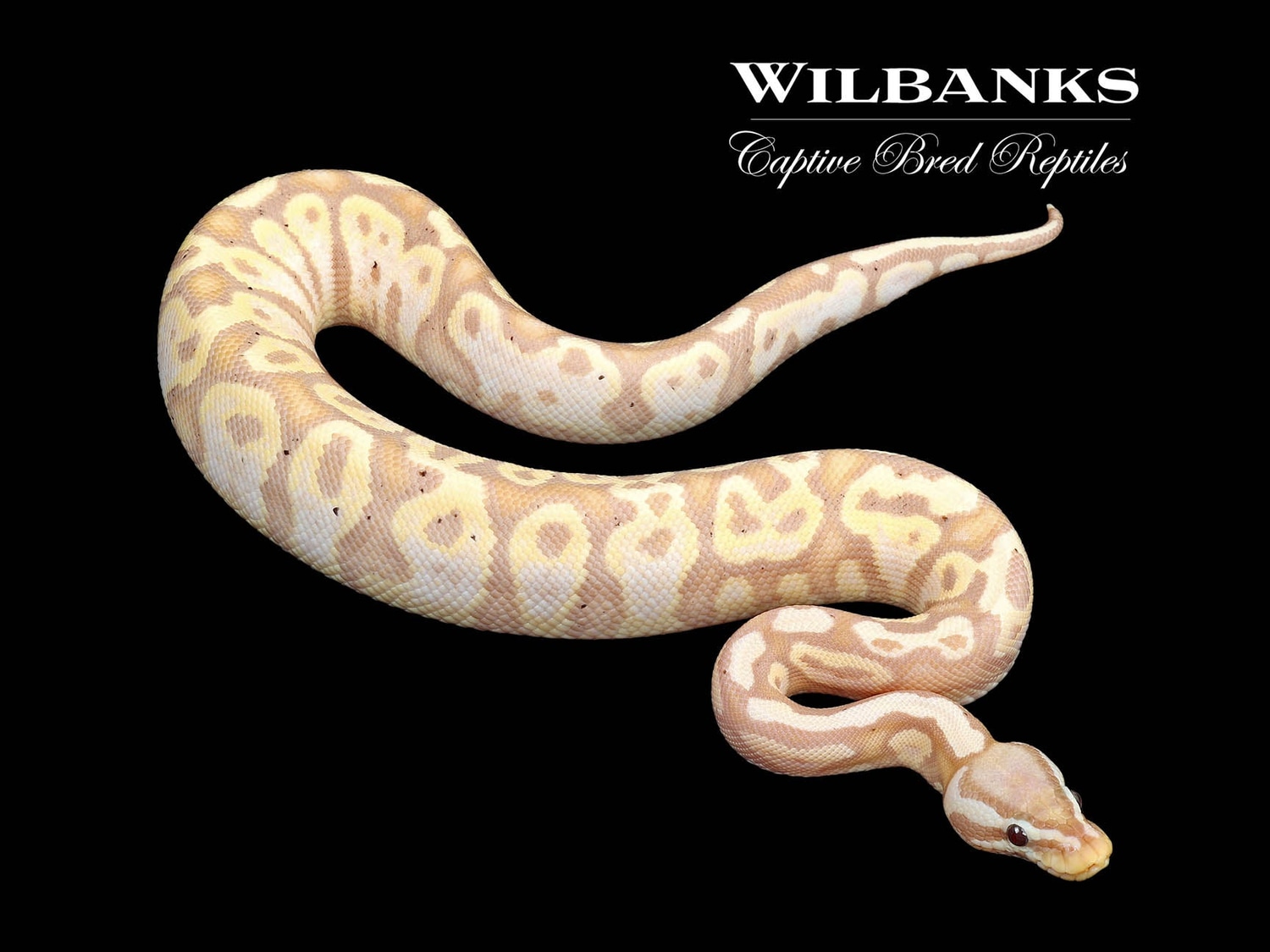 Banana Pastel Yellow Belly Ball Python by Wilbanks Captive Bred ...