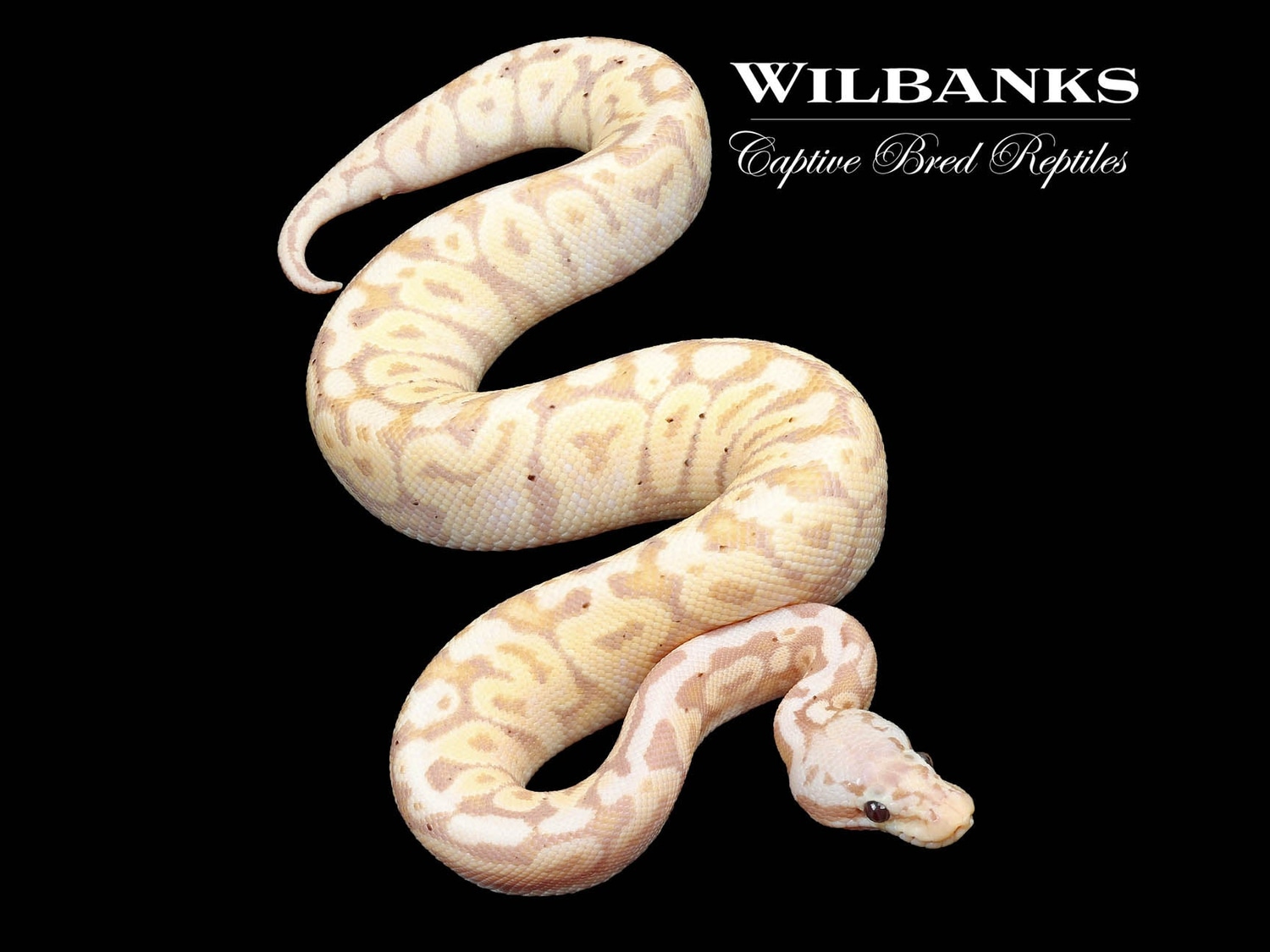 Banana Firefly Spotnose Ball Python by Wilbanks Captive Bred Reptiles ...