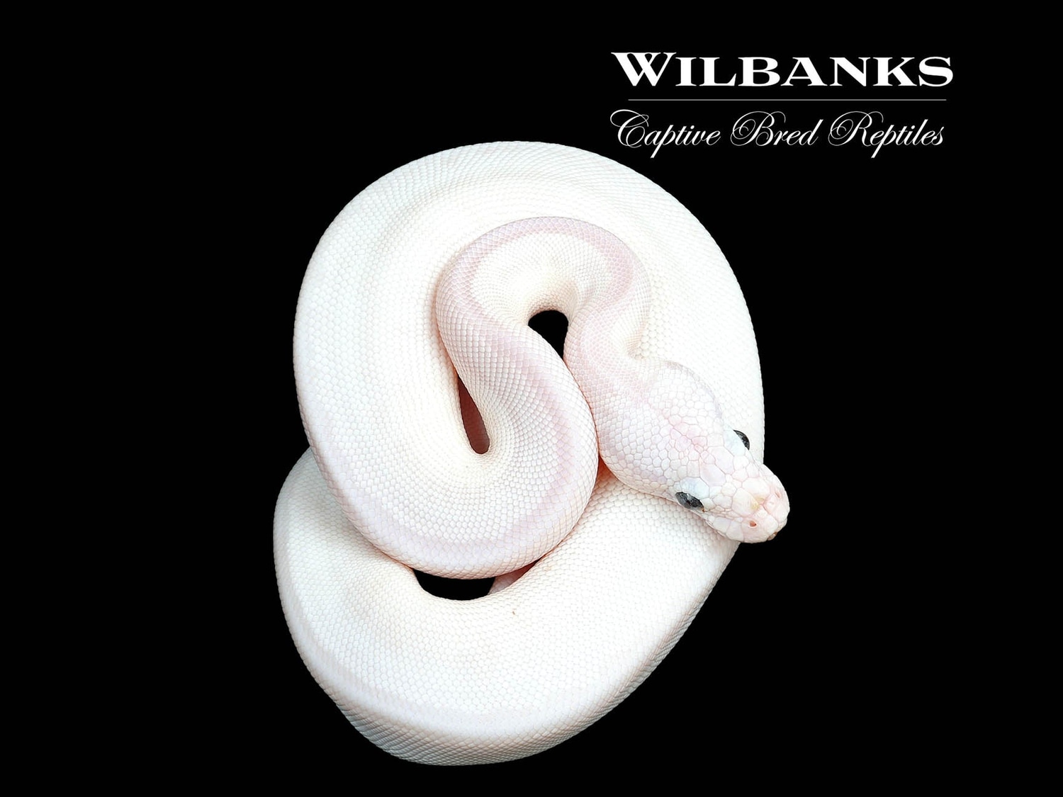 White Diamond Blue Eyed Lucy (Super Russo) Ball Python by Wilbanks ...