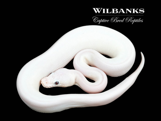 Blue Eyed Leucistic (Lucy) (Lesser Russo) Ball Python by Wilbanks ...