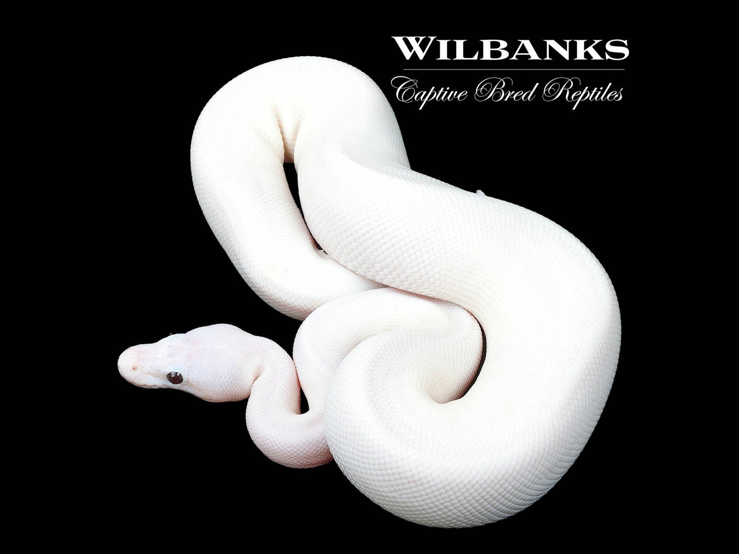 Banana Super Fire Ball Python by Wilbanks Captive Bred Reptiles ...