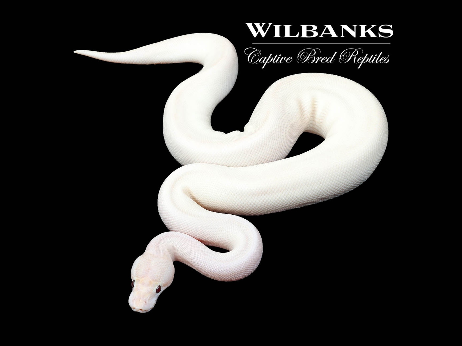 Banana Ivory Ball Python by Wilbanks Captive Bred Reptiles - MorphMarket