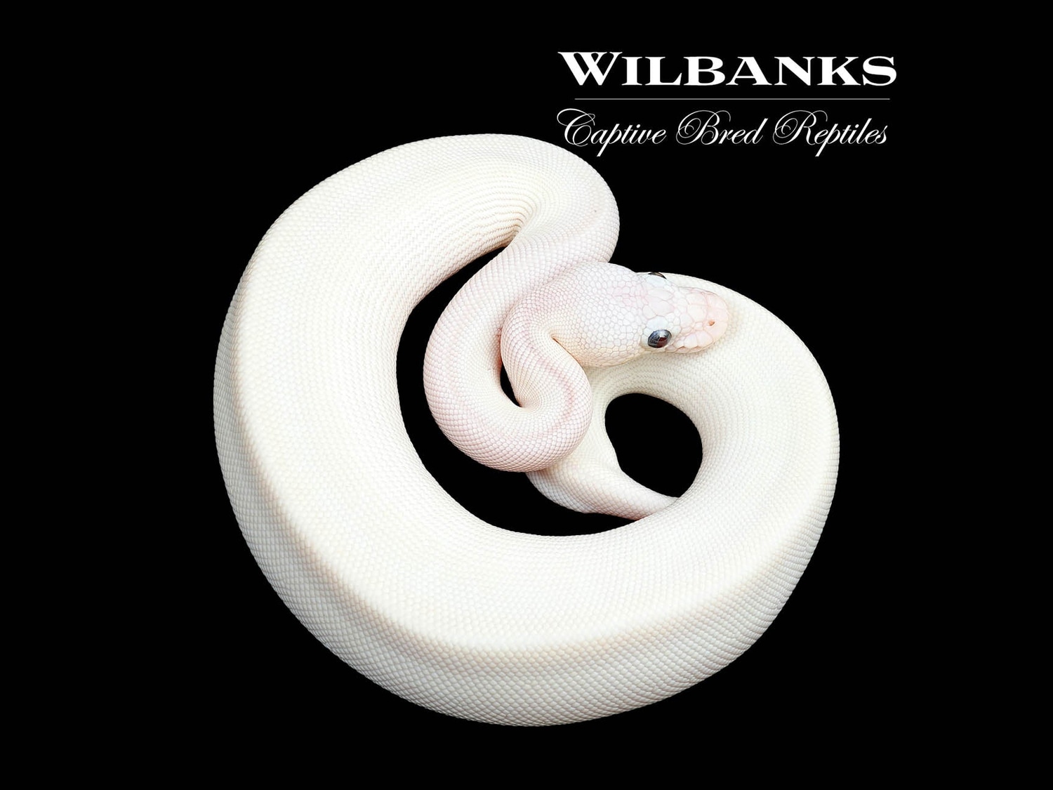 Blue Eyed Leucistic (Lucy) (Lesser Russo) Ball Python by Wilbanks ...