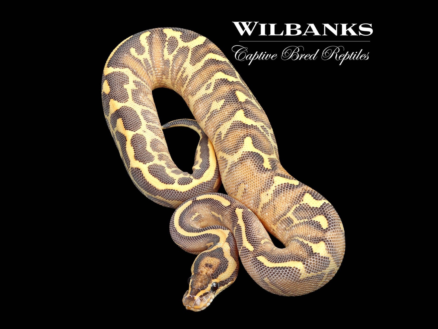 Leopard Highway Ball Python by Wilbanks Captive Bred Reptiles - MorphMarket