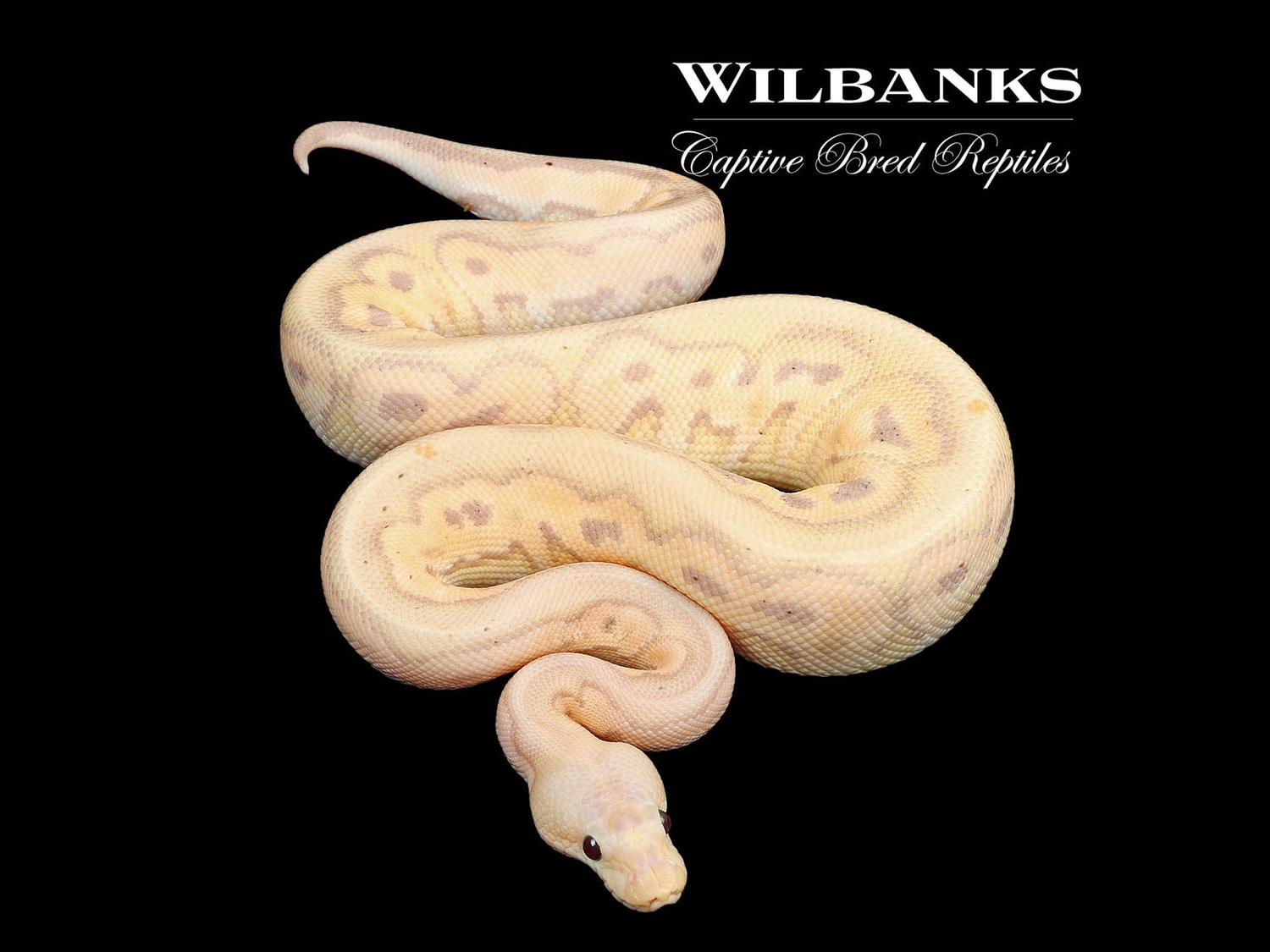 Banana Cinnamon Clown Ball Python by Wilbanks Captive Bred Reptiles ...