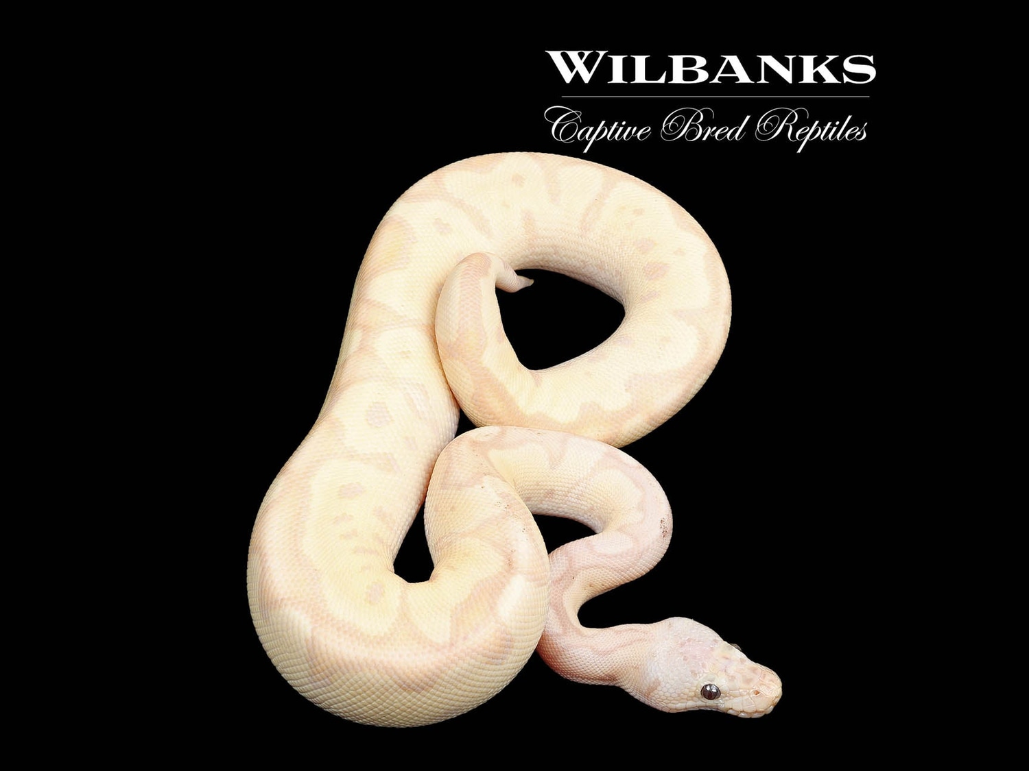 Banana FireFly Clown Ball Python by Wilbanks Captive Bred Reptiles ...