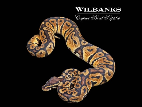 Pastel 100% Het. Black Axanthic Ball Python by Wilbanks Captive Bred ...