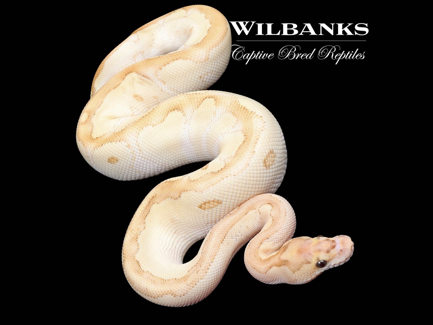 Banana Butter Clown Ball Python by Wilbanks Captive Bred Reptiles ...