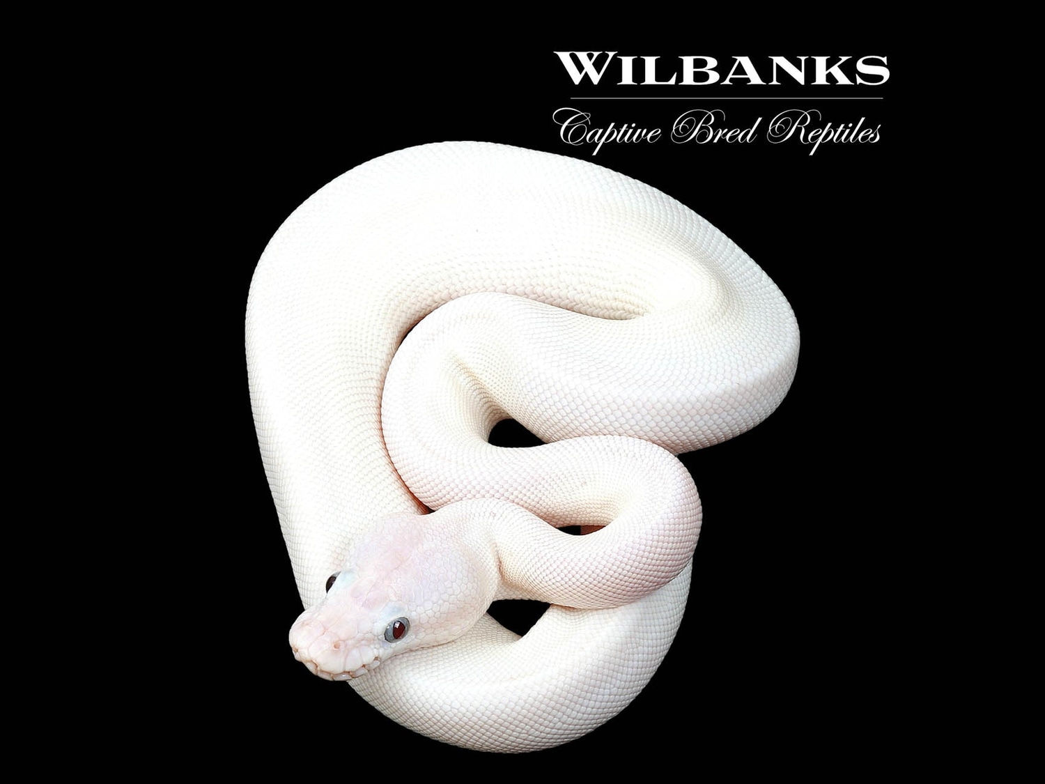 Blue Eyed Leucistic (Lucy) (Mojave Russo) Ball Python by Wilbanks ...