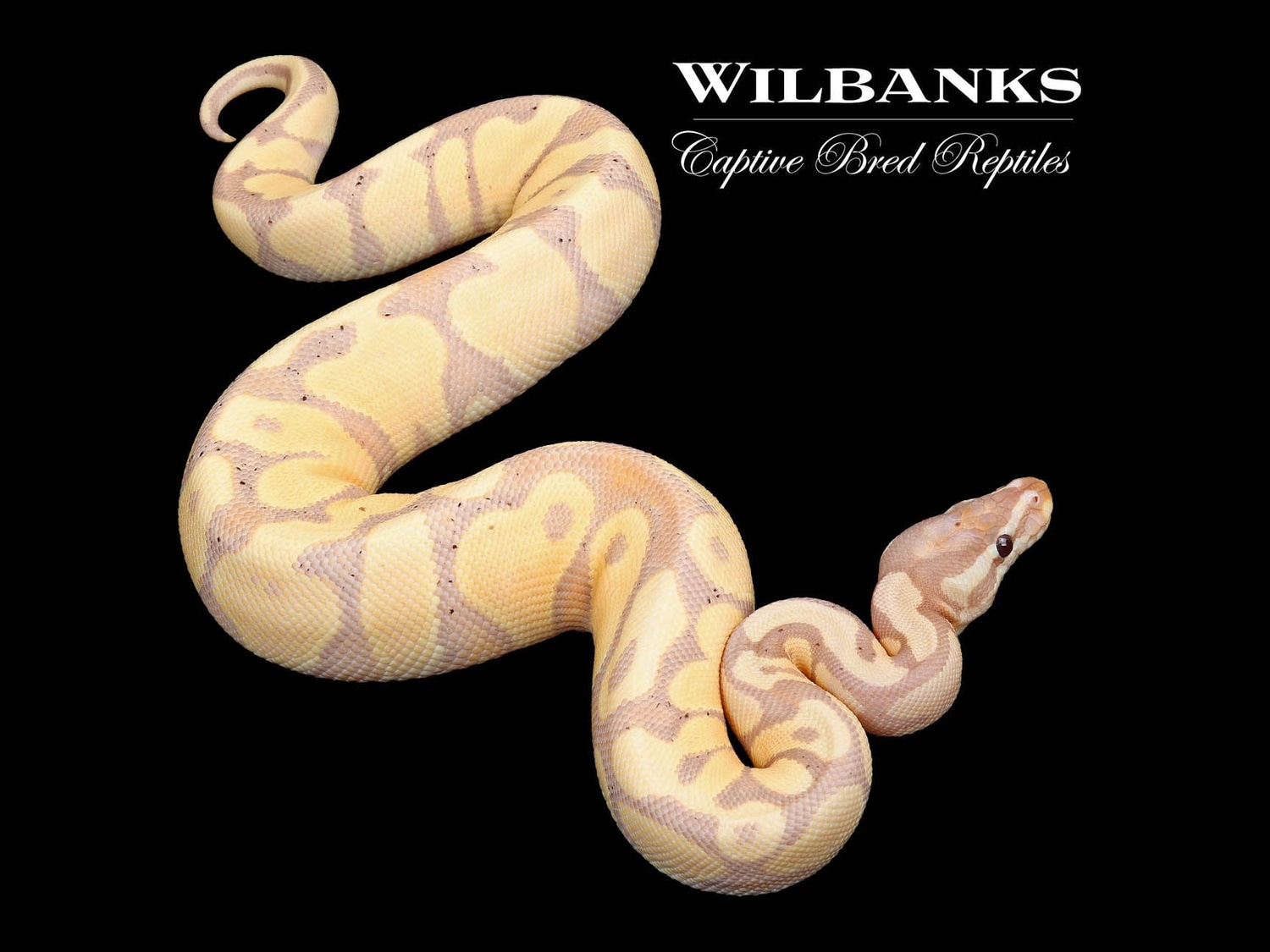 Banana Yellow Belly Or Asphalt Ball Python by Wilbanks Captive Bred ...