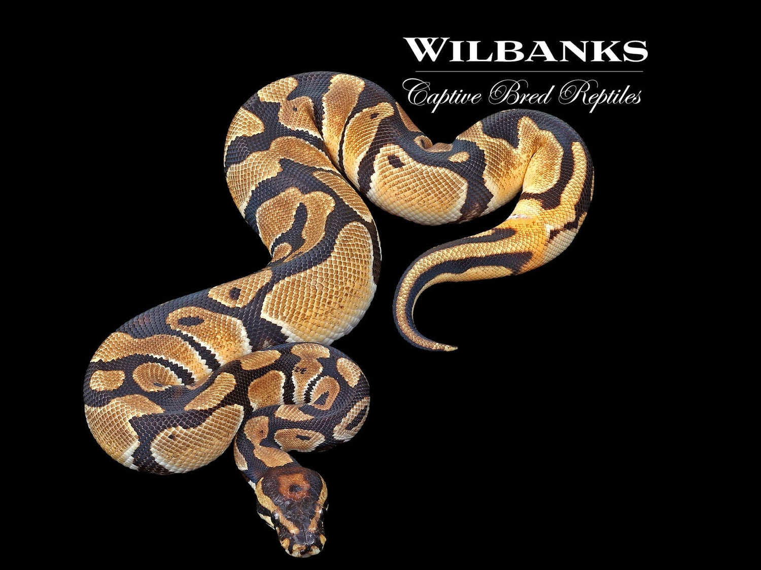 Orange Dream 100% Het. Pied Ball Python by Wilbanks Captive Bred Reptiles - MorphMarket
