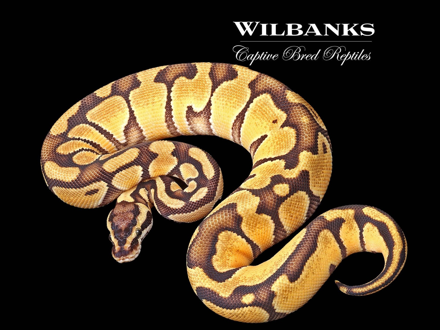 Pastel Enchi 100% Het. Clown Ball Python by Wilbanks Captive Bred ...