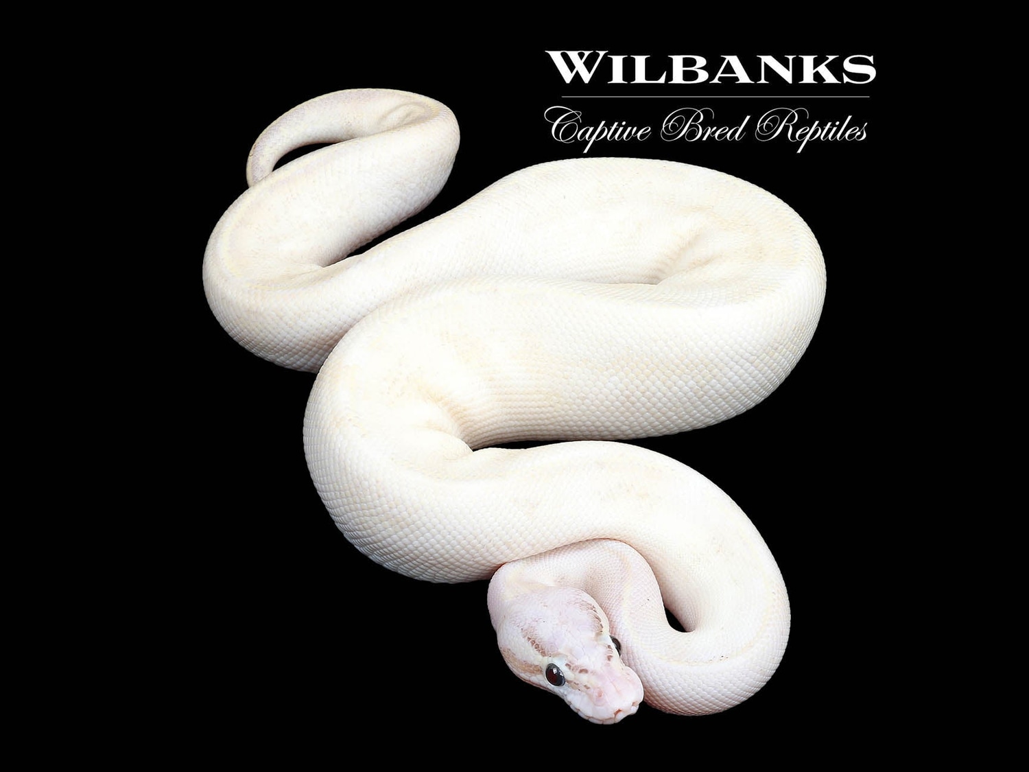 Pastel Ivory Ball Python by Wilbanks Captive Bred Reptiles - MorphMarket