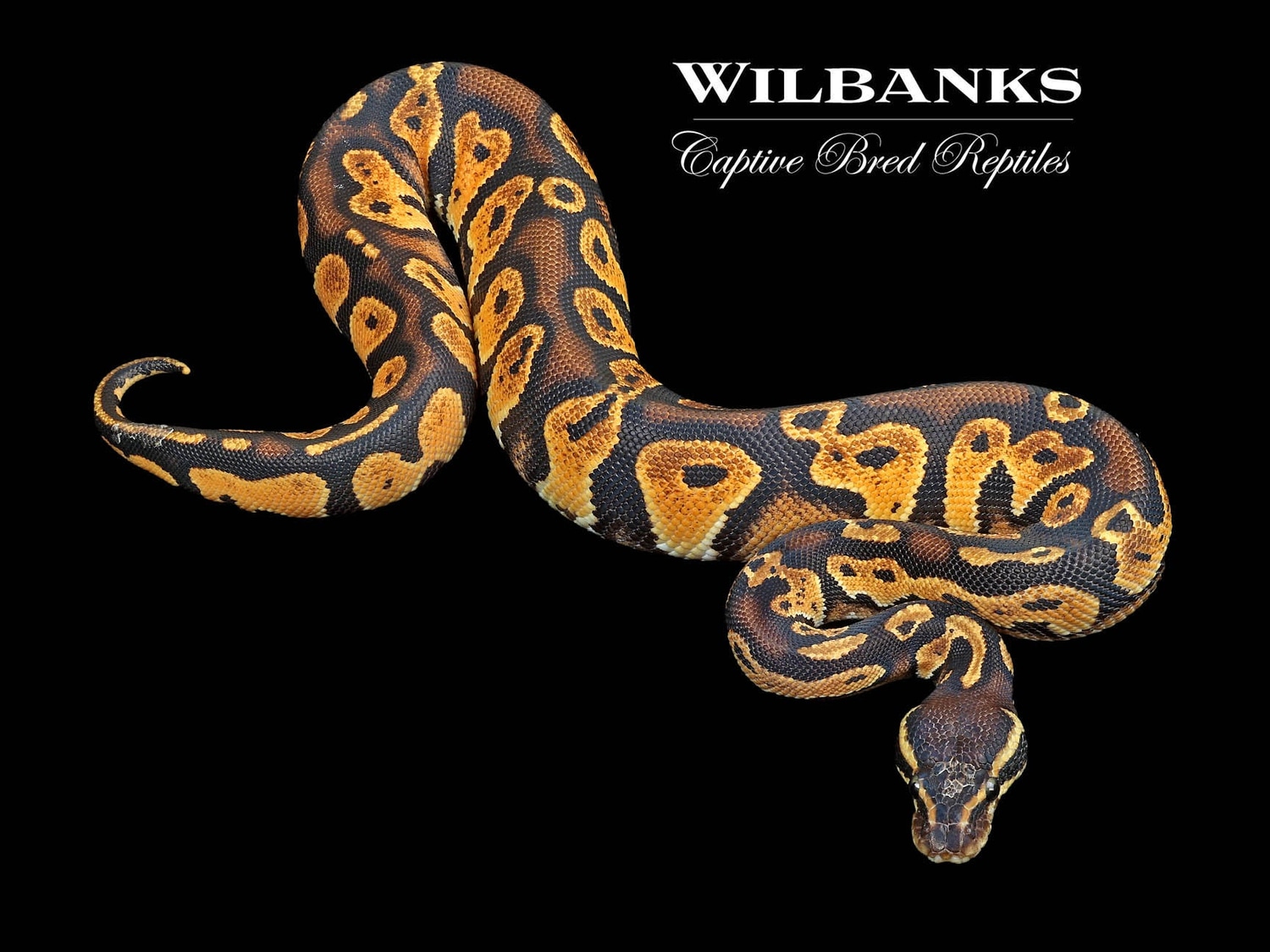 Blackhead Pastel Ball Python by Wilbanks Captive Bred Reptiles ...