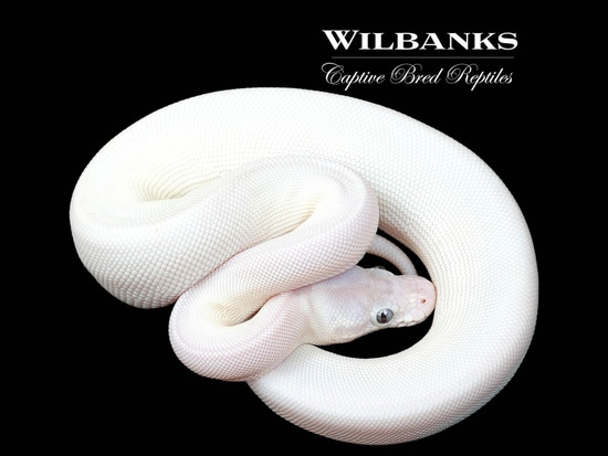 Blue Eyed Leucistic (Lucy) (Mojave Russo) Ball Python by Wilbanks ...