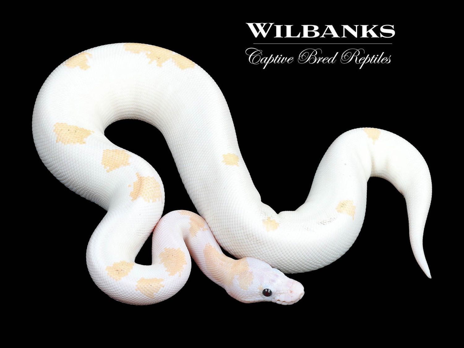 Super Fire Ball Python by Wilbanks Captive Bred Reptiles - MorphMarket
