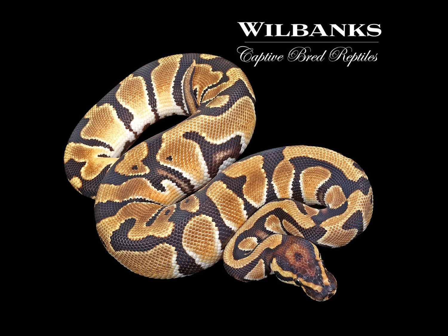 Orange Dream 100% Het. Clown Ball Python by Wilbanks Captive Bred ...