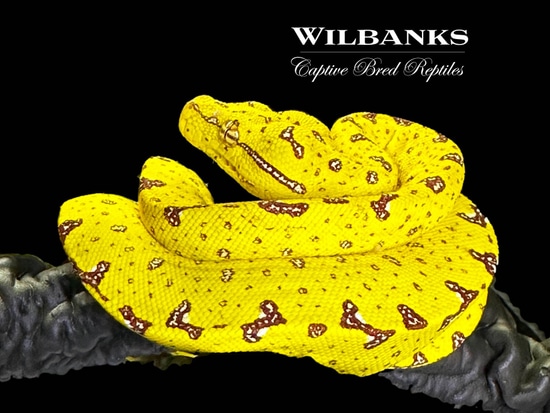 Biak Green Tree Python by Wilbanks Captive Bred Reptiles