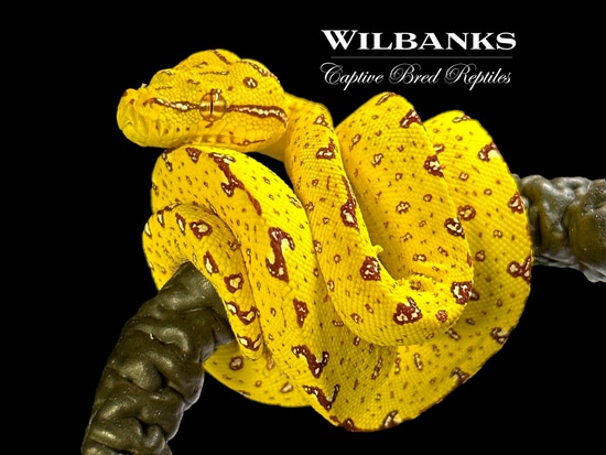 Biak Green Tree Python by Wilbanks Captive Bred Reptiles