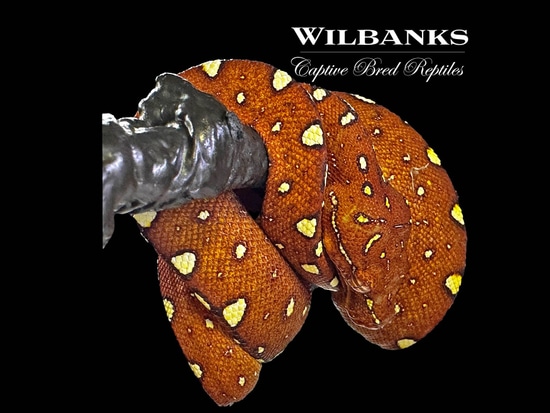 Biak Green Tree Python by Wilbanks Captive Bred Reptiles
