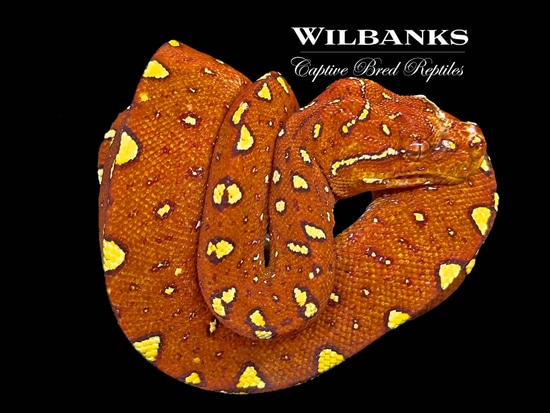 Biak Green Tree Python by Wilbanks Captive Bred Reptiles