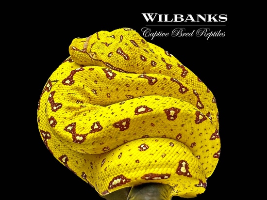 Biak Green Tree Python by Wilbanks Captive Bred Reptiles