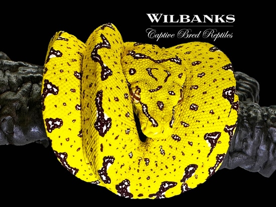 Biak Green Tree Python by Wilbanks Captive Bred Reptiles