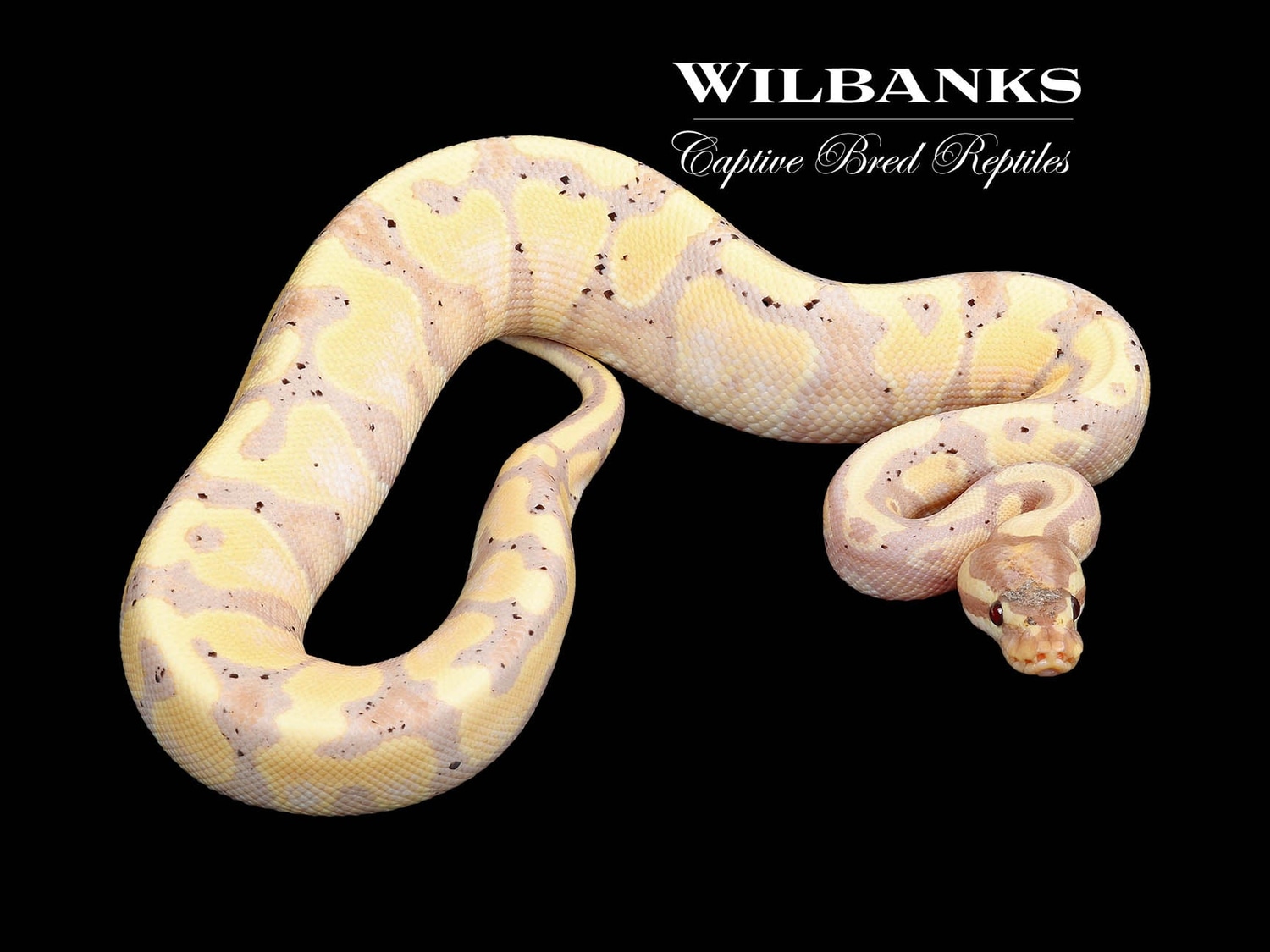 Banana Yellow Belly Ball Python by Wilbanks Captive Bred Reptiles ...