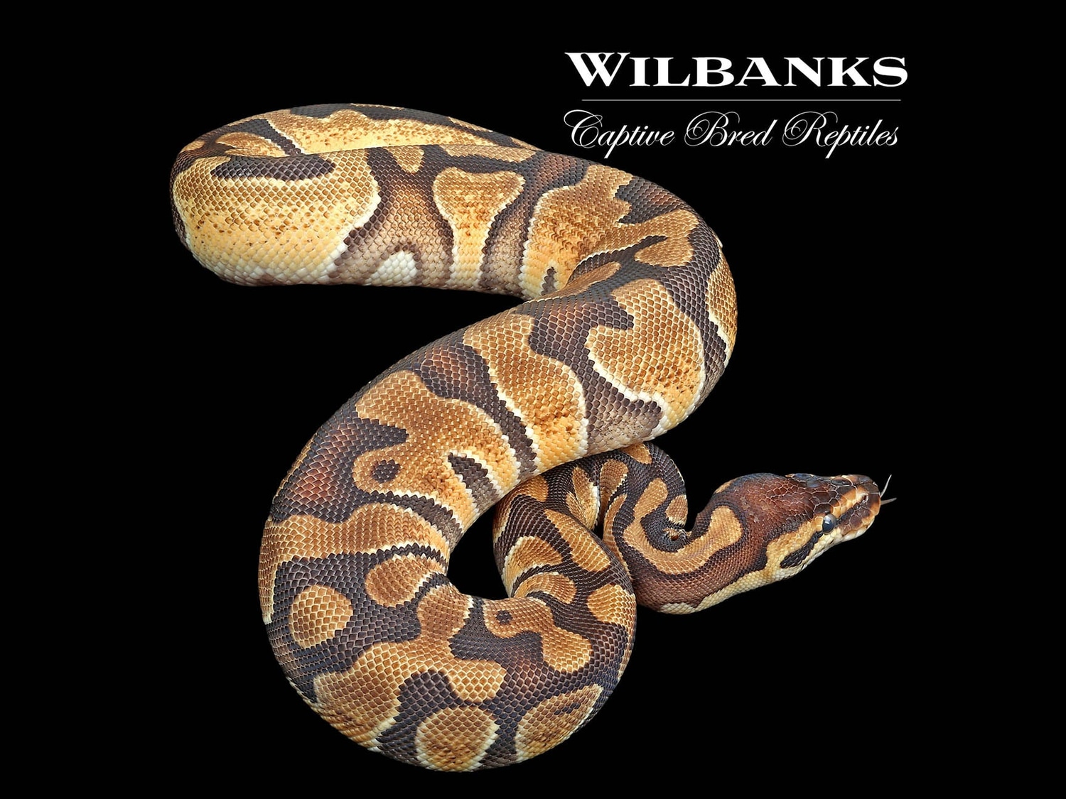 Enchi 100% Het. Clown Ball Python by Wilbanks Captive Bred Reptiles ...
