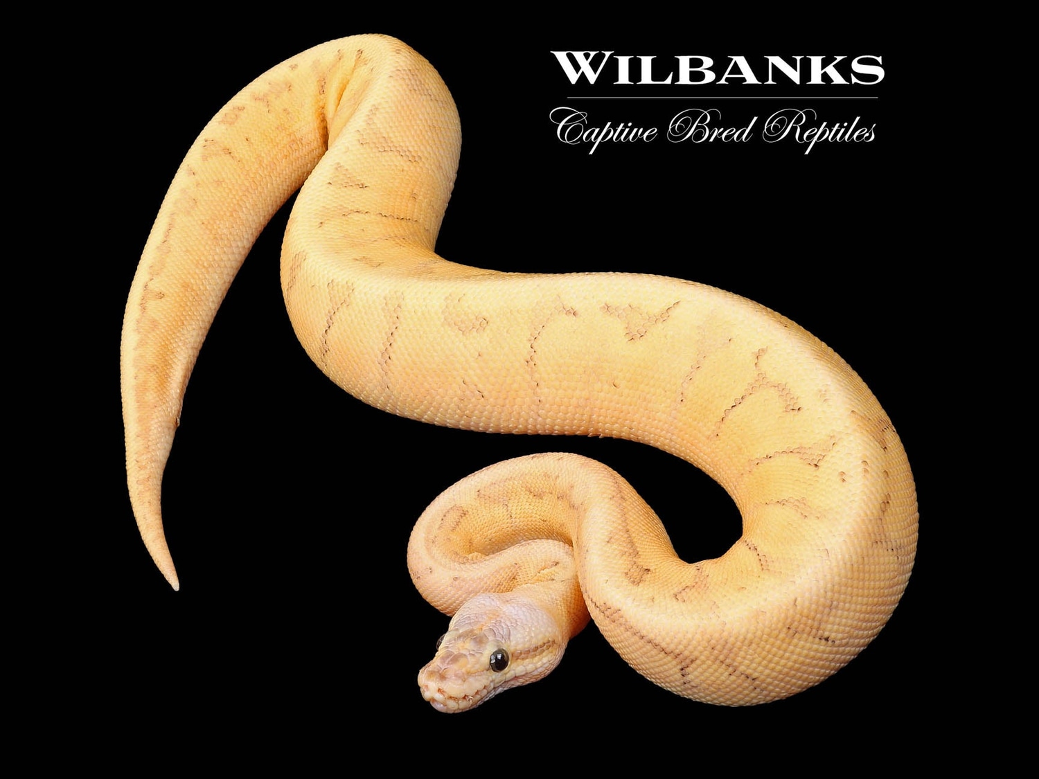 Orange Dream Killer Blast Ball Python by Wilbanks Captive Bred Reptiles ...