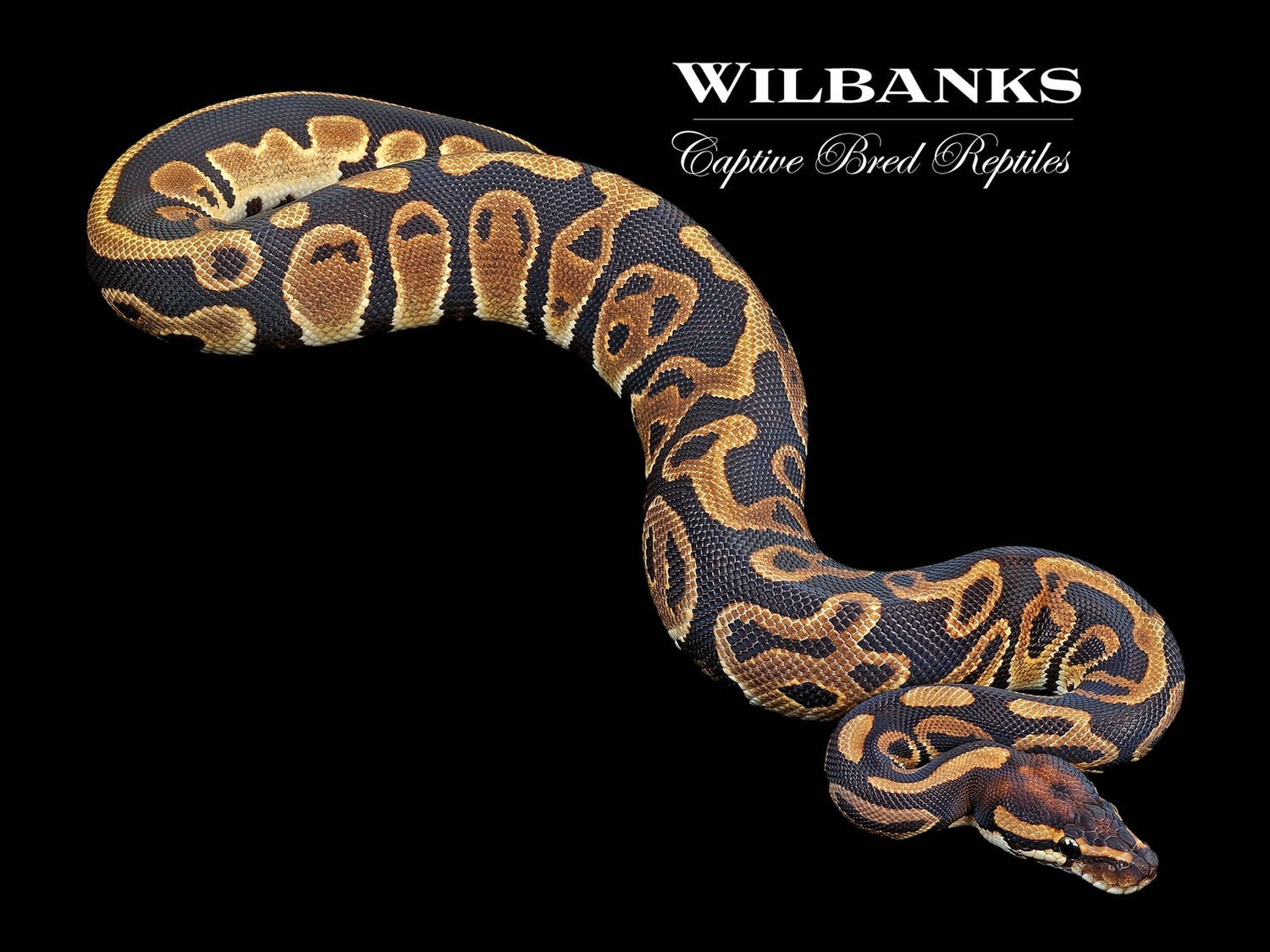 Leopard 100% Het. Albino Ball Python by Wilbanks Captive Bred Reptiles ...
