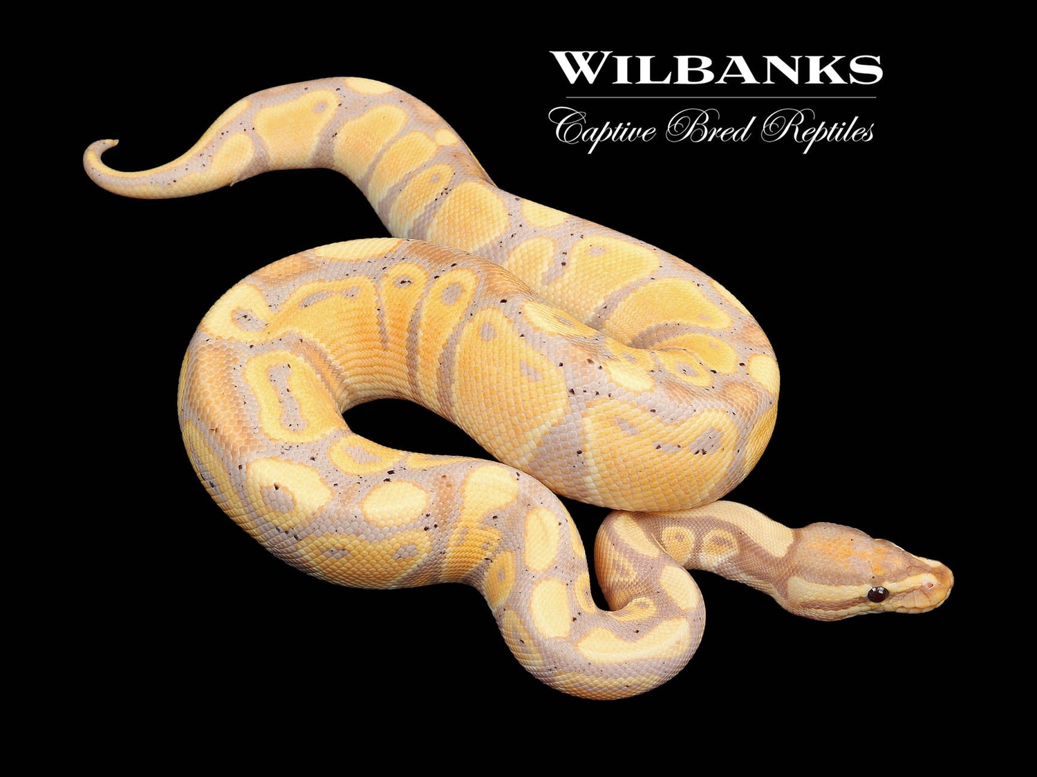 Banana 100% Het. Clown Ball Python by Wilbanks Captive Bred Reptiles ...