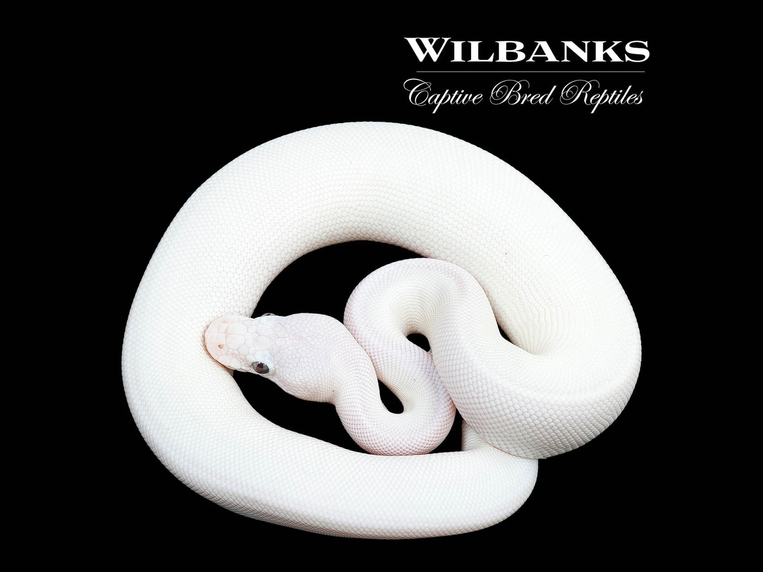 Blue Eyed Leucistic (Lucy) (Lesser Russo) Ball Python by Wilbanks ...