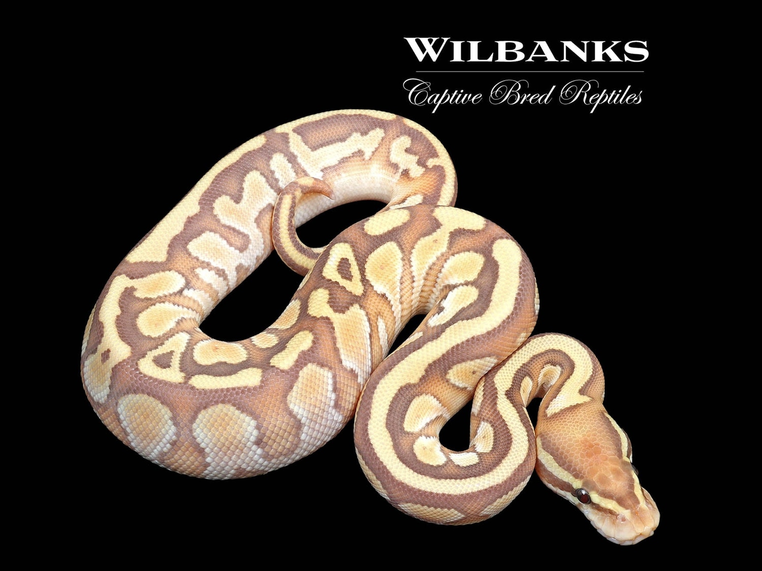 Banana Butter Ball Python by Wilbanks Captive Bred Reptiles - MorphMarket
