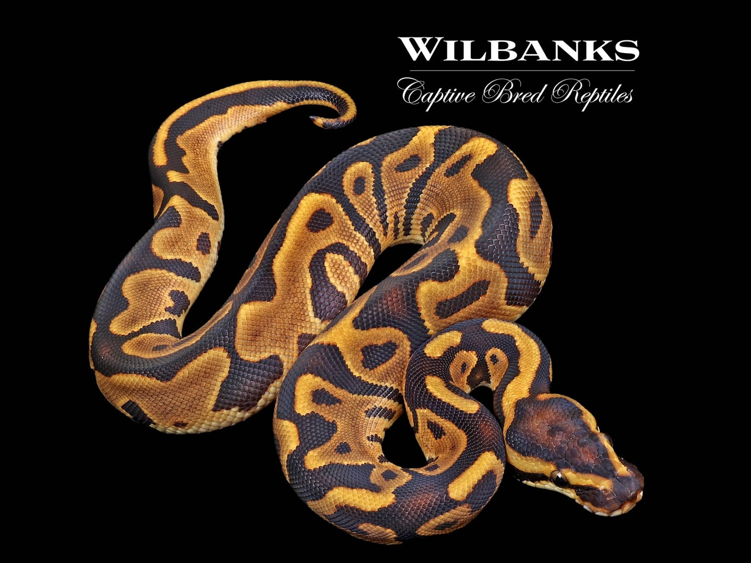 Leopard Yellow Belly 50% PH Genetic Stripe Ball Python by Wilbanks ...