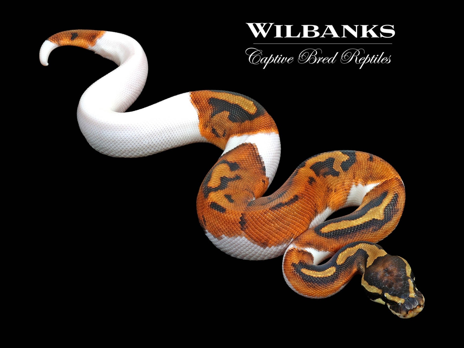 Pied Ball Python by Wilbanks Captive Bred Reptiles - MorphMarket