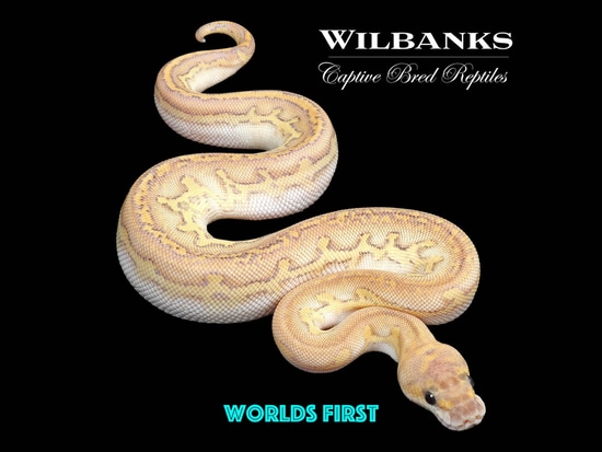 Nuclear Blackhead Clown (World's First) Ball Python by Wilbanks Captive ...