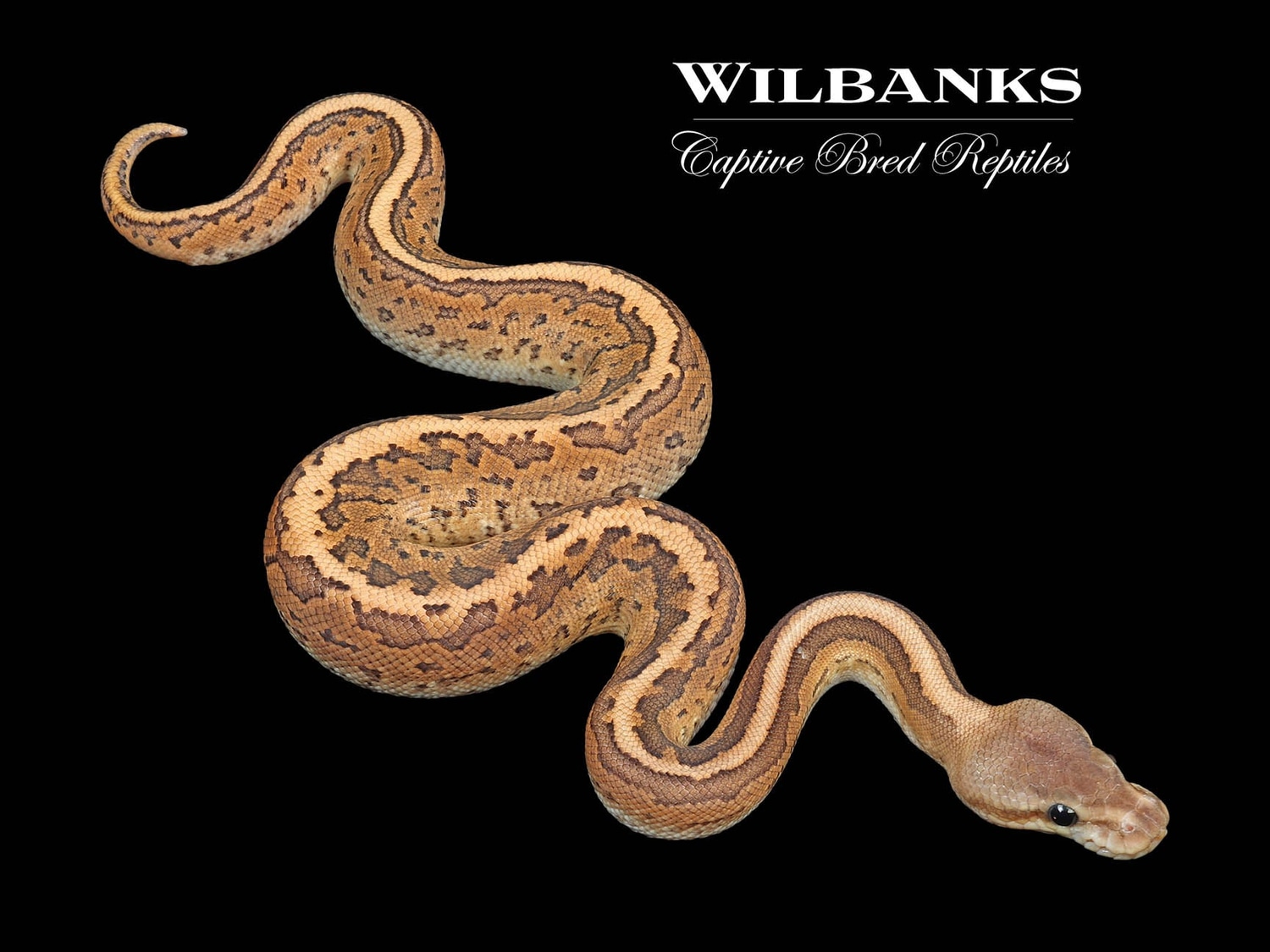 Fire Cinnamon Pinstripe 100% Het. Clown Ball Python by Wilbanks Captive ...