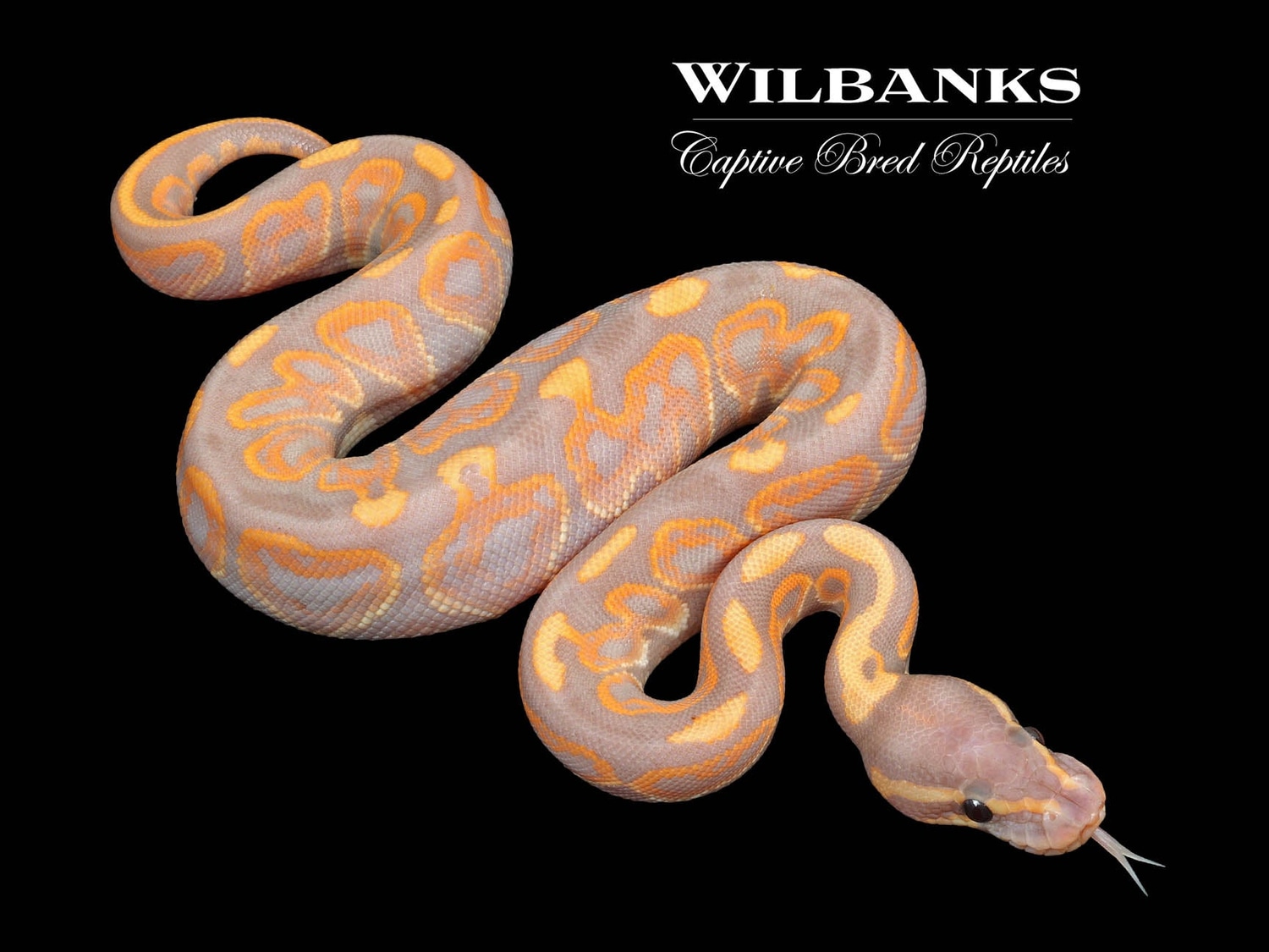 Banana Black Pastel Ball Python by Wilbanks Captive Bred Reptiles ...