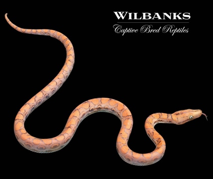 Caramel Albino Brazilian Rainbow Boa by Wilbanks Captive Bred Reptiles ...