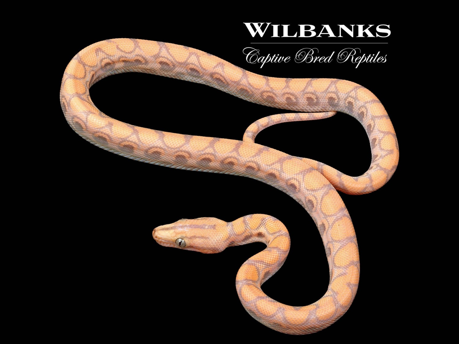 Caramel Albino Brazilian Rainbow Boa by Wilbanks Captive Bred Reptiles ...