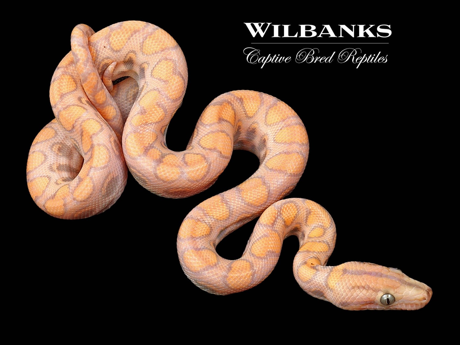 Caramel Albino Brazilian Rainbow Boa by Wilbanks Captive Bred Reptiles ...