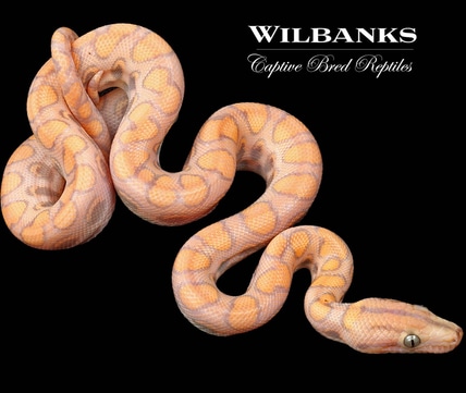 Piebald Brazilian Rainbow Boa by Wilbanks Captive Bred Reptiles ...