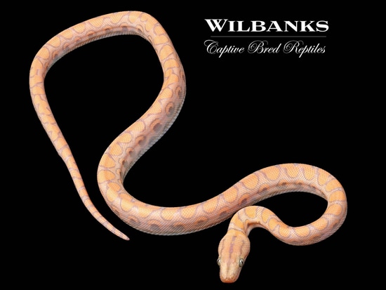 Caramel Albino Brazilian Rainbow Boa by Wilbanks Captive Bred Reptiles