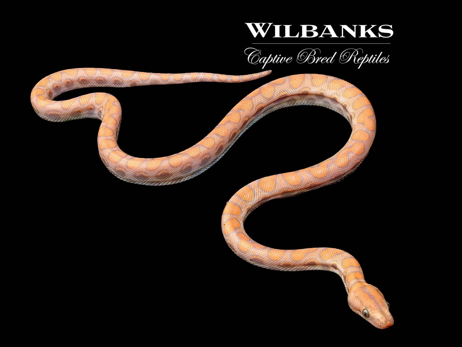 Caramel Albino Brazilian Rainbow Boa by Wilbanks Captive Bred Reptiles ...