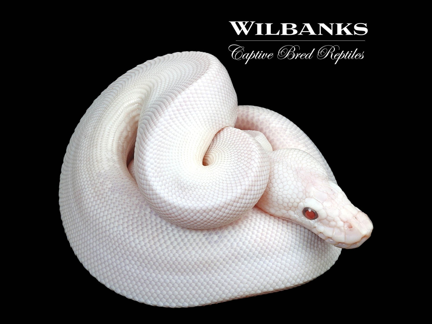Banana Blue Eyed Lucy (Butter Mojave) Ball Python by Wilbanks Captive ...