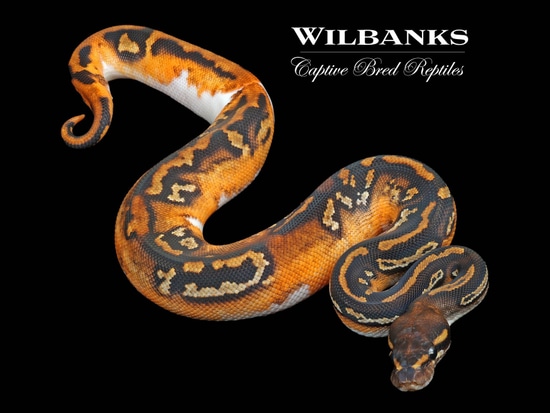 Blackhead Pied 100% Het. Lavender Albino Ball Python by Wilbanks ...