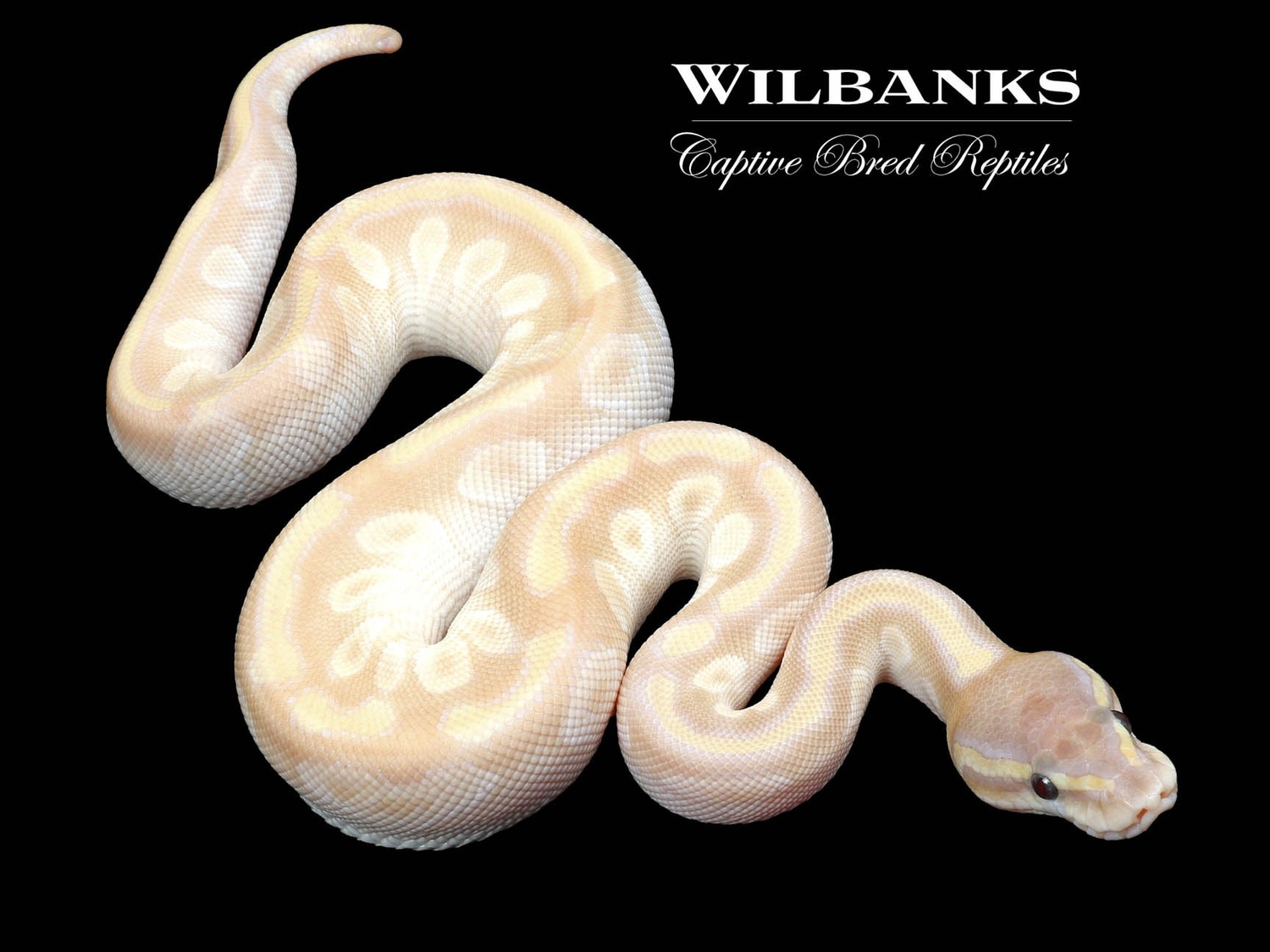 Banana Crystal Ball Python by Wilbanks Captive Bred Reptiles - MorphMarket