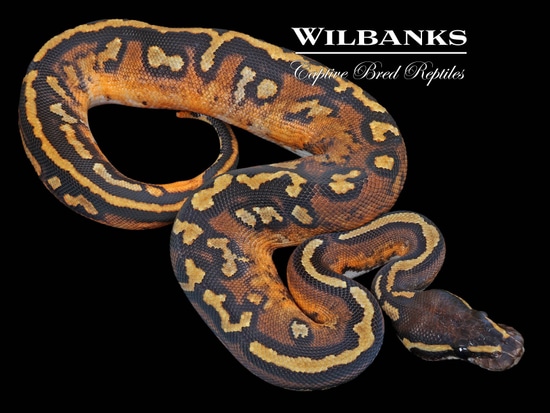 Blackhead Pied 100% Het. Lavender Albino Ball Python by Wilbanks ...